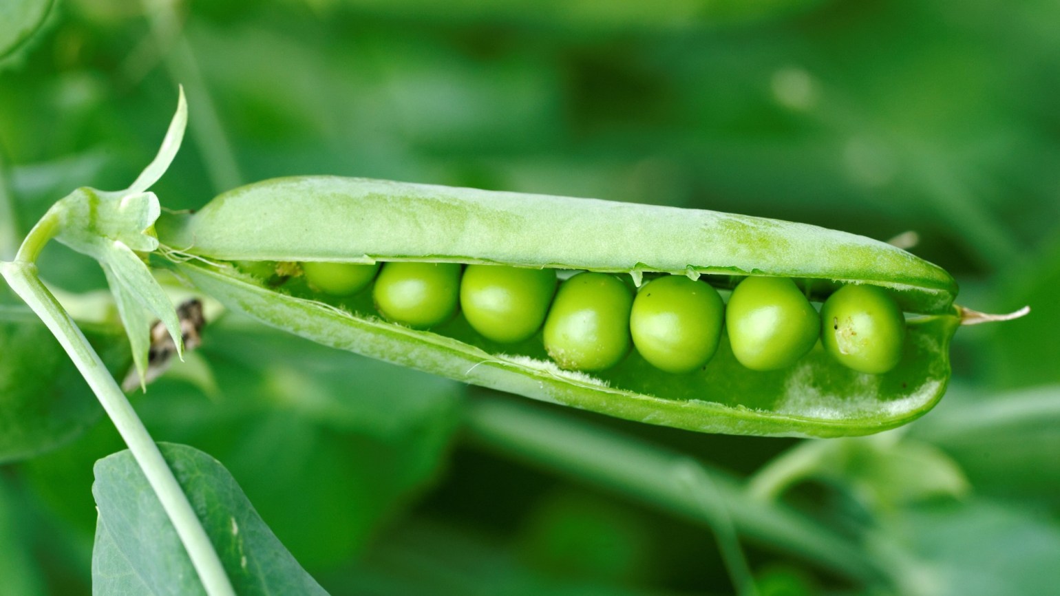 Basagran® - BASF Agricultural Solutions Portugal