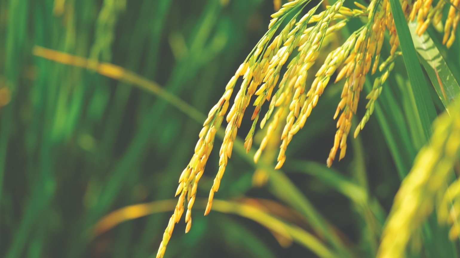 Culturas | Arroz Clearfield | BASF Agro Portugal