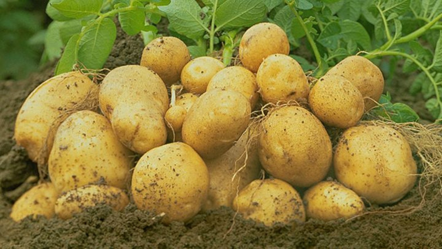 Batata (semente) - BASF Agricultural Solutions Portugal