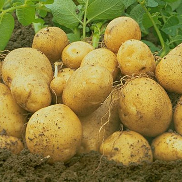 Culturas | Soluções Agrícolas | BASF Agro Portugal