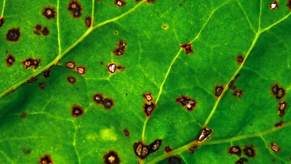 Cercosporiose - BASF Agricultural Solutions Portugal