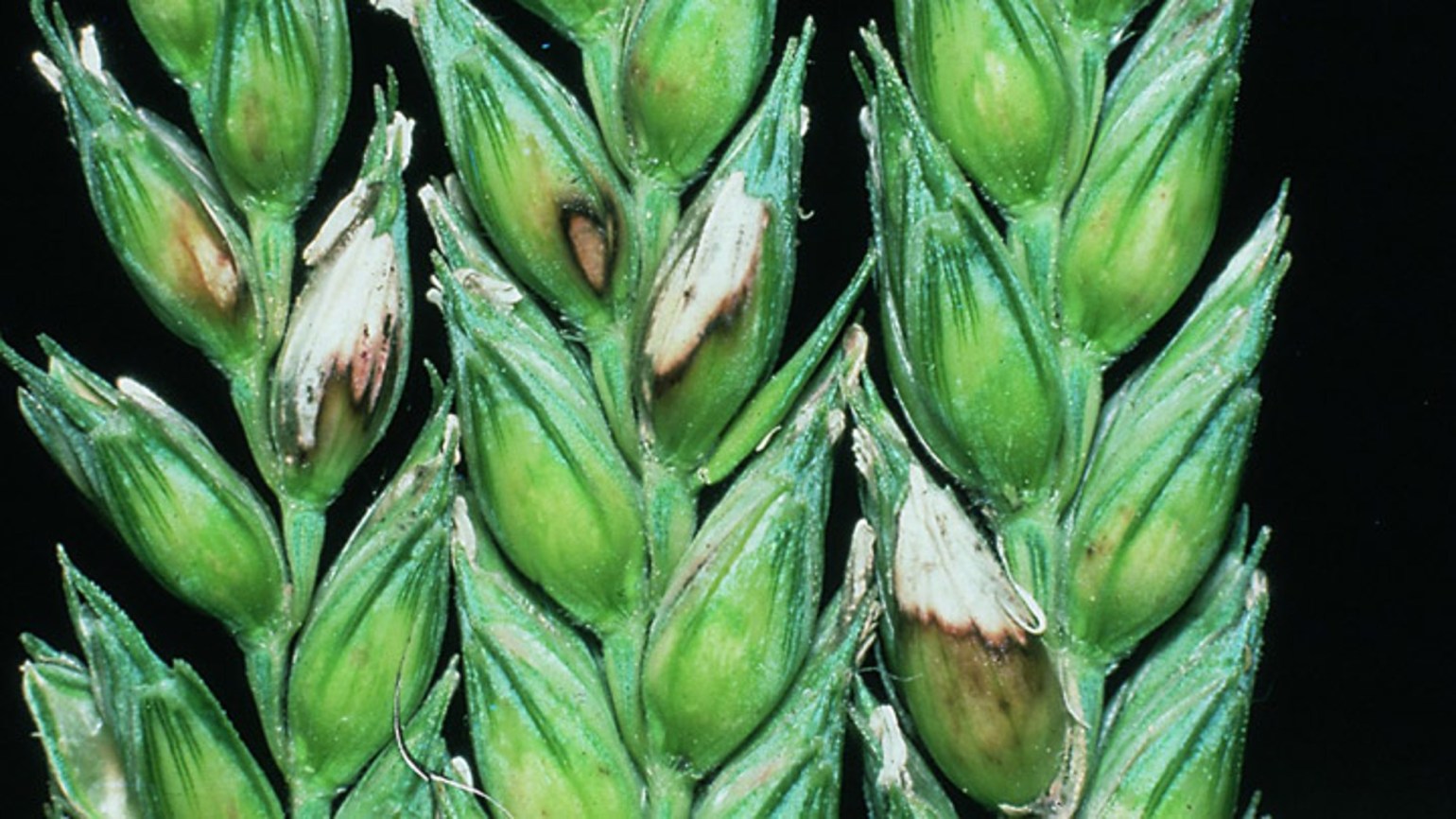 Fusariose - BASF Agricultural Solutions Portugal